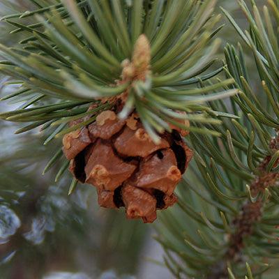 Piñon Pine Nut Seedling - Bagged – Nutcase Nursery