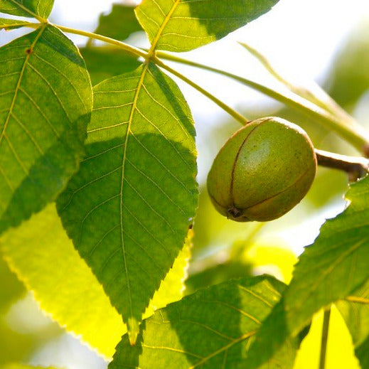 Hickory - Shellbark Seedling - Bareroot – Nutcase Nursery
